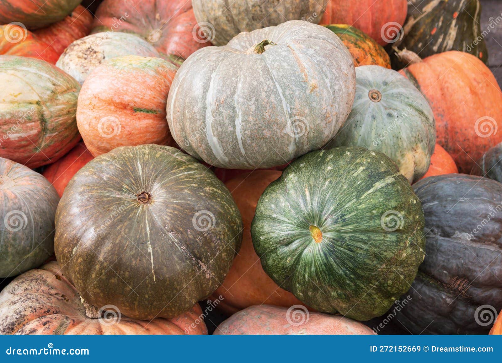Different Ripe Pumpkins As Background Stock Image - Image of vitamins ...