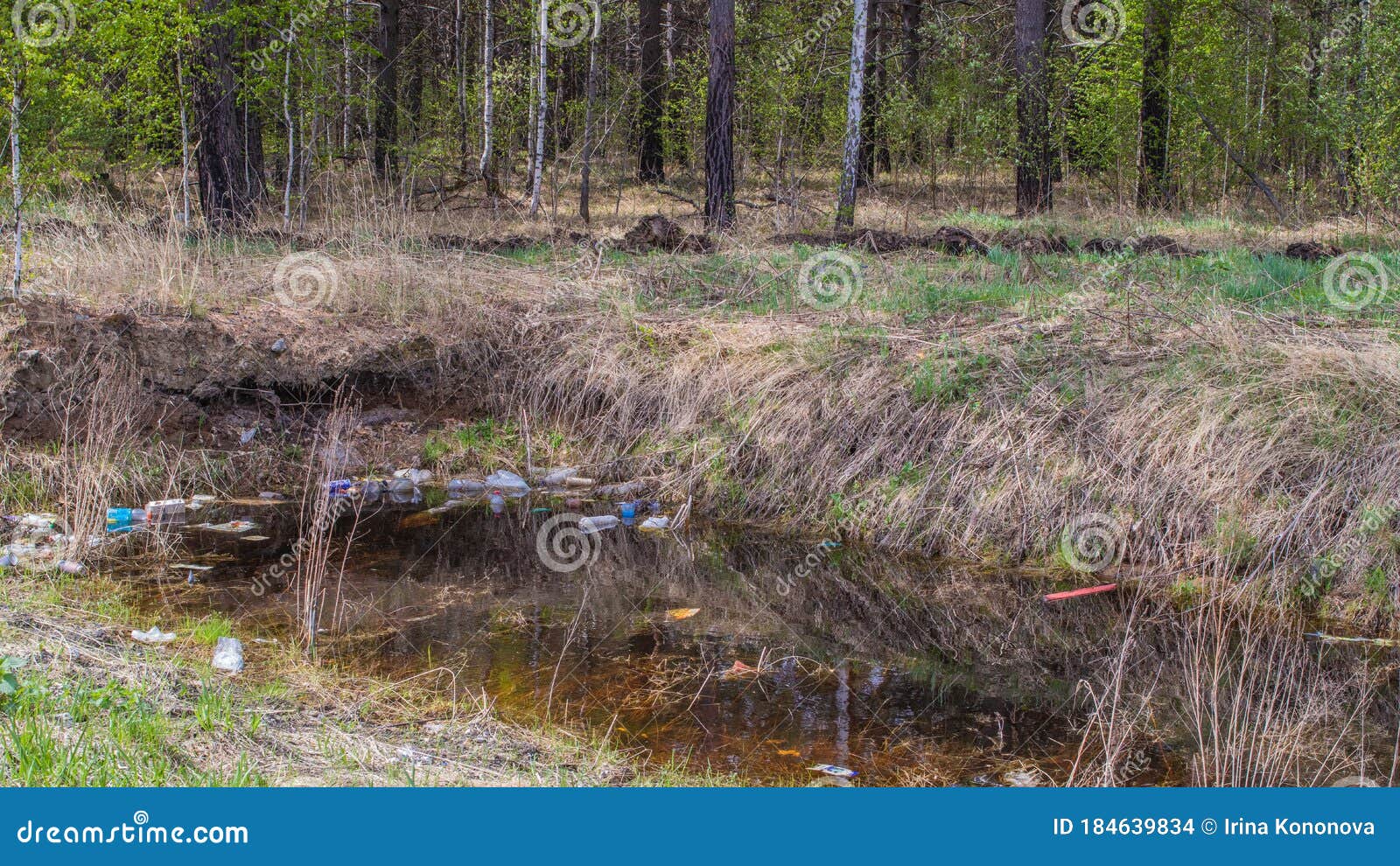 Different Rubbish and Plastic in a Puddle in a Spring Forest Stock ...