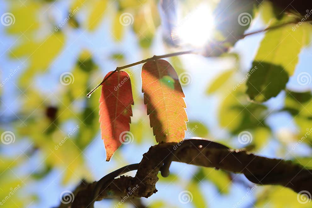 We are Different, but the Same. Complementing Each Other with Their ...