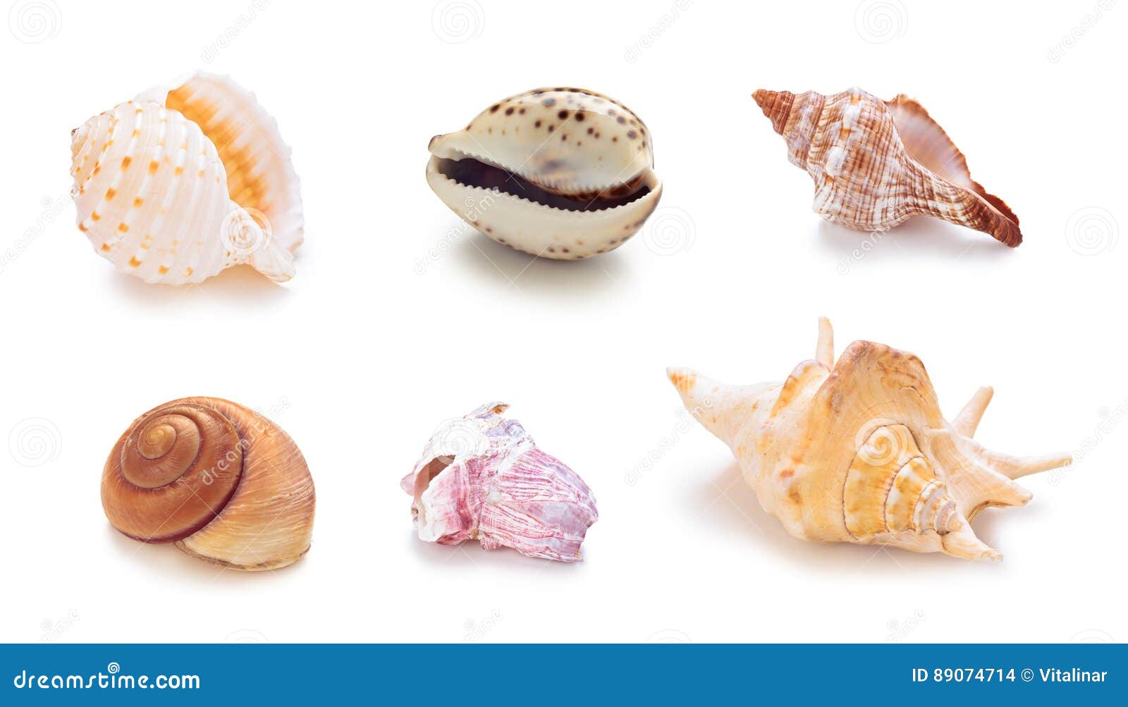 Collection Of Conch Shells Isolated On Transparent Background Stock ...