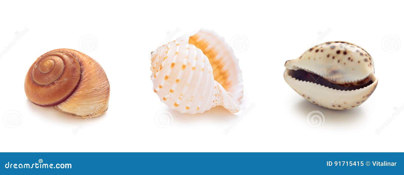 Different Sea Conch Shells in a Row. Stock Image - Image of pattern ...