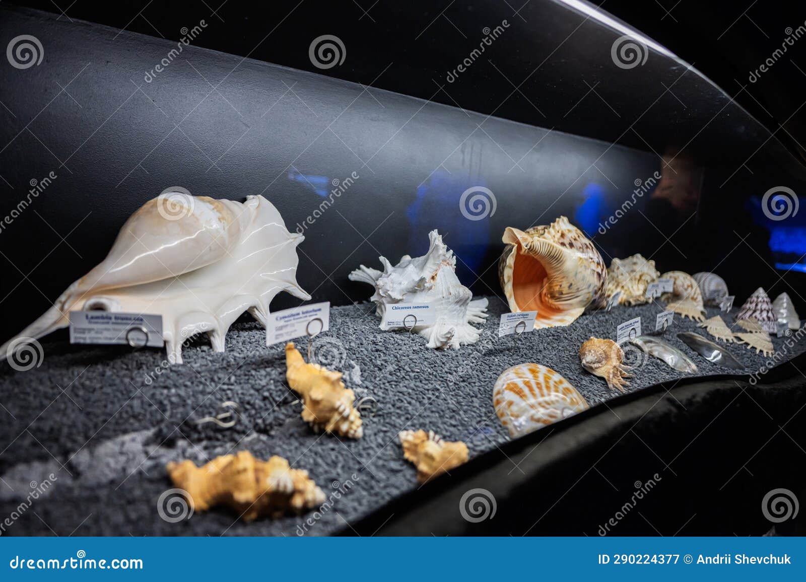 Different Sea and Ocean Shells in Oceanarium Stock Image - Image of ...