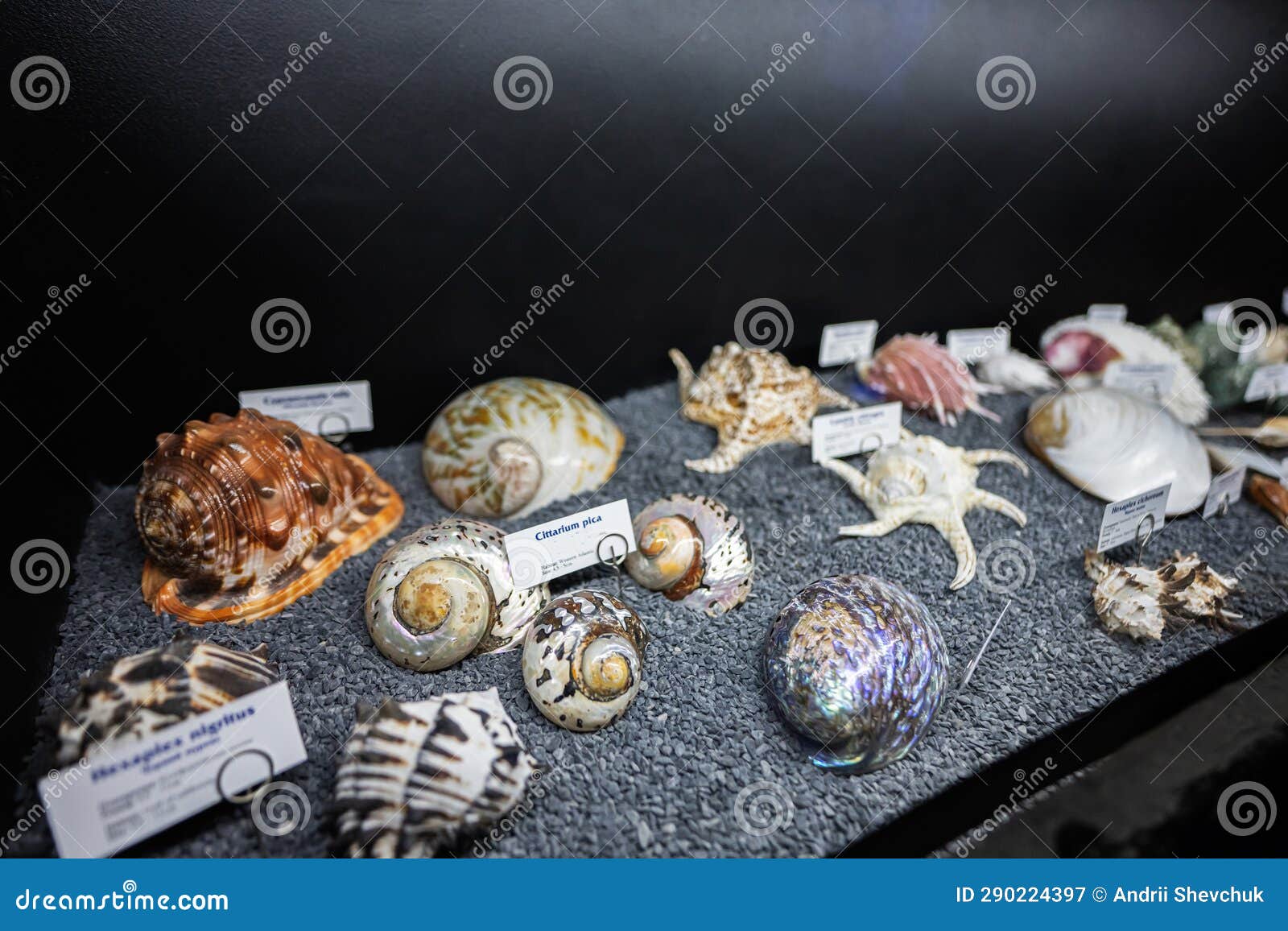 Different Sea and Ocean Shells in Oceanarium Stock Image - Image of ...