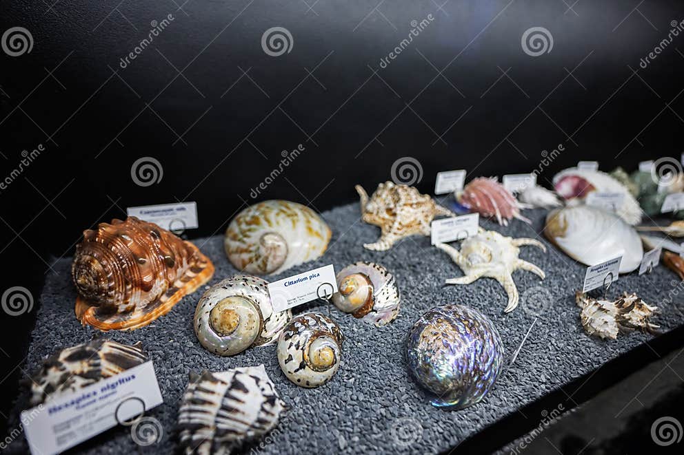 Different Sea and Ocean Shells in Oceanarium Stock Image - Image of ...