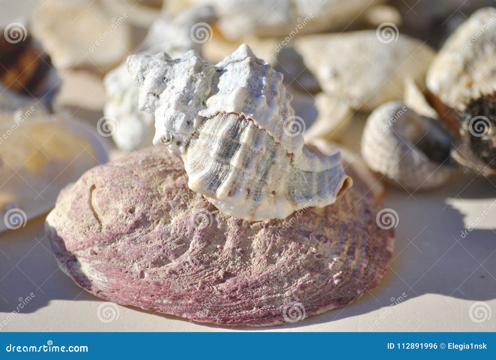 Different sea shells stock photo. Image of color, pile - 112891996