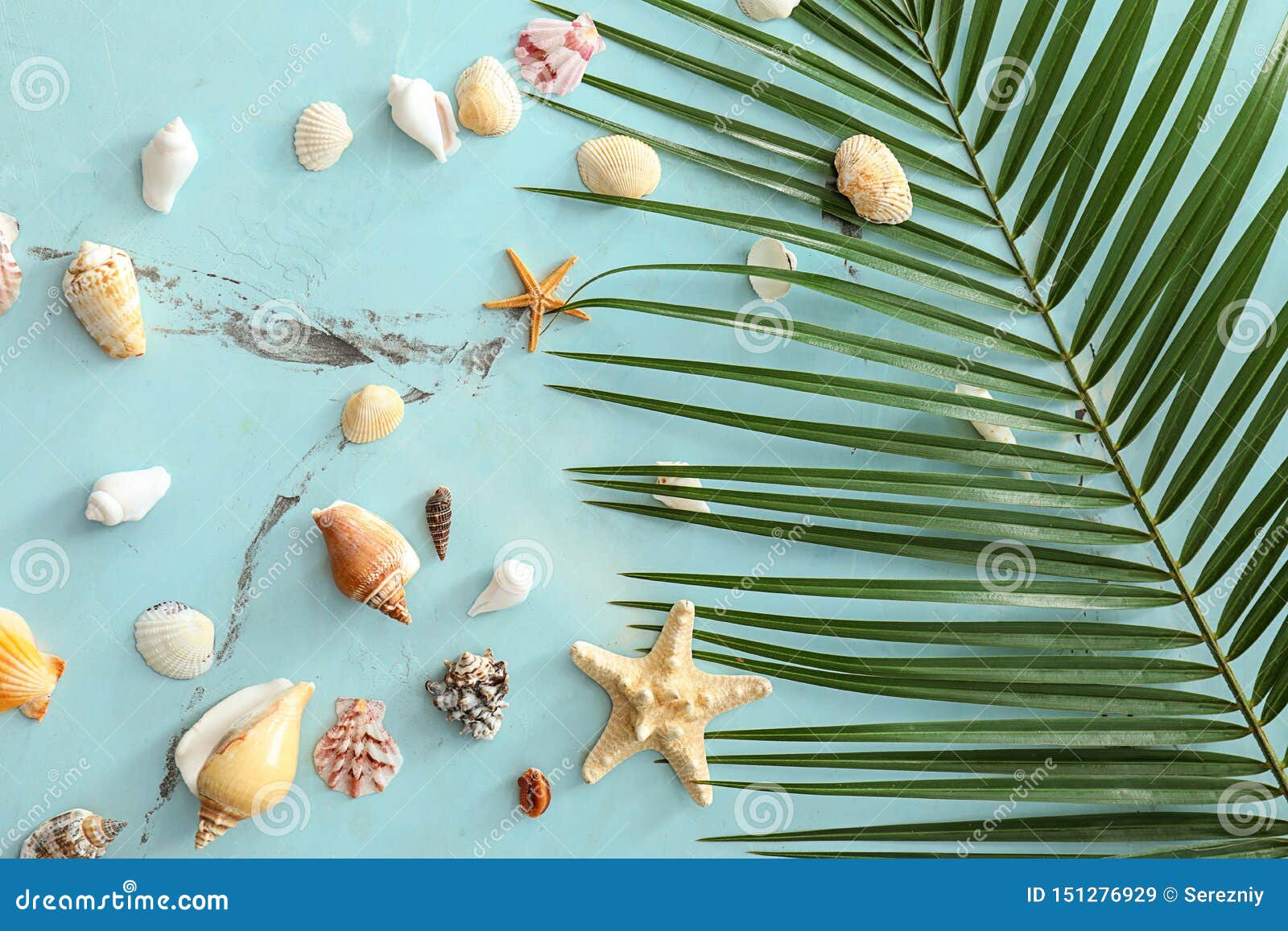 Different Sea Shells and Palm Leaf on Color Background Stock Image ...