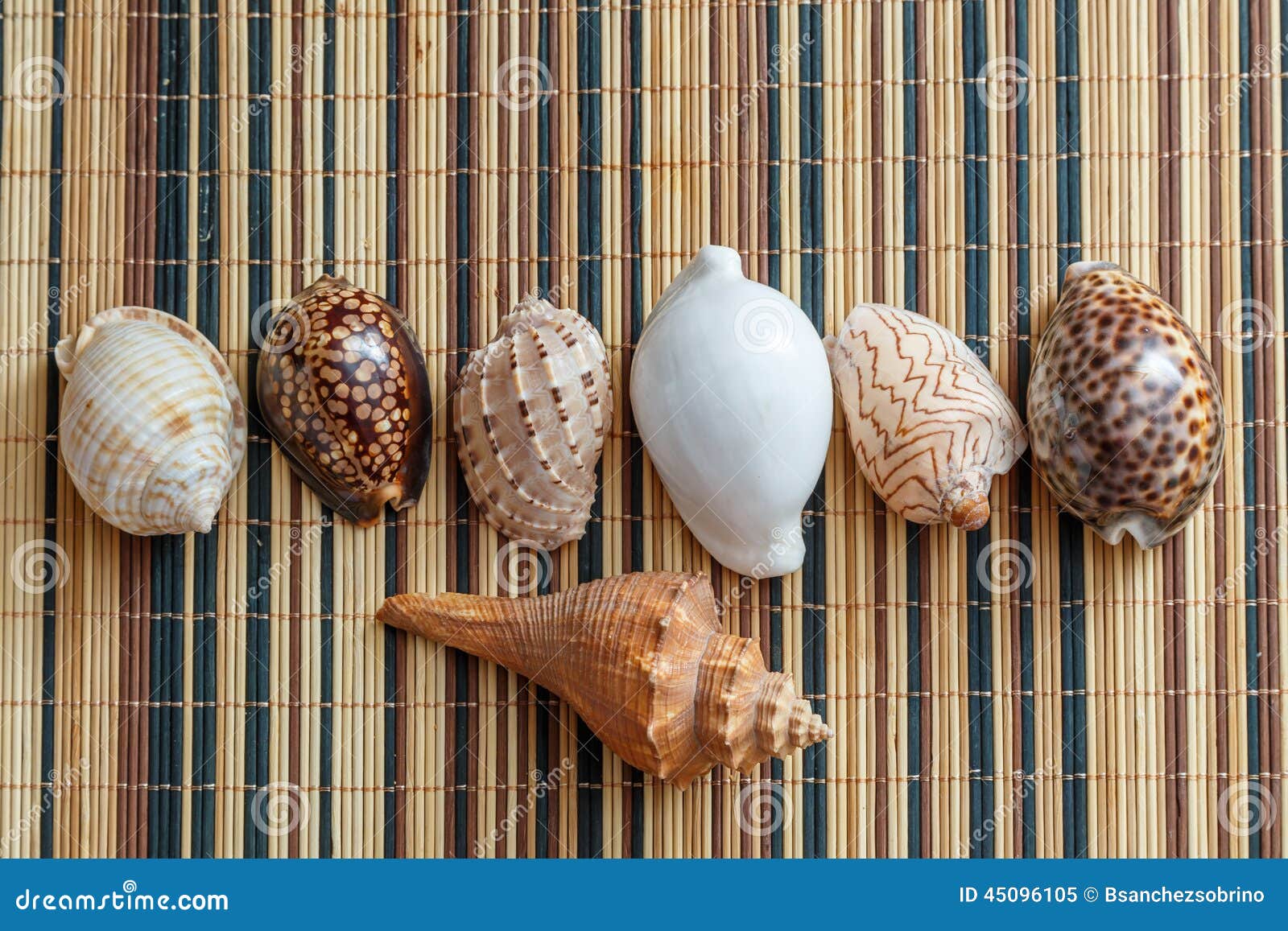 Different seashells stock image. Image of life, vertical - 45096105