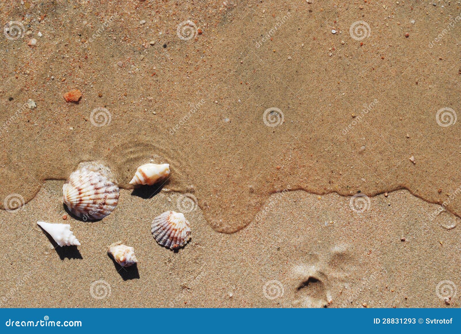 Different Seashells on a Beach Sand Stock Image - Image of spiral ...