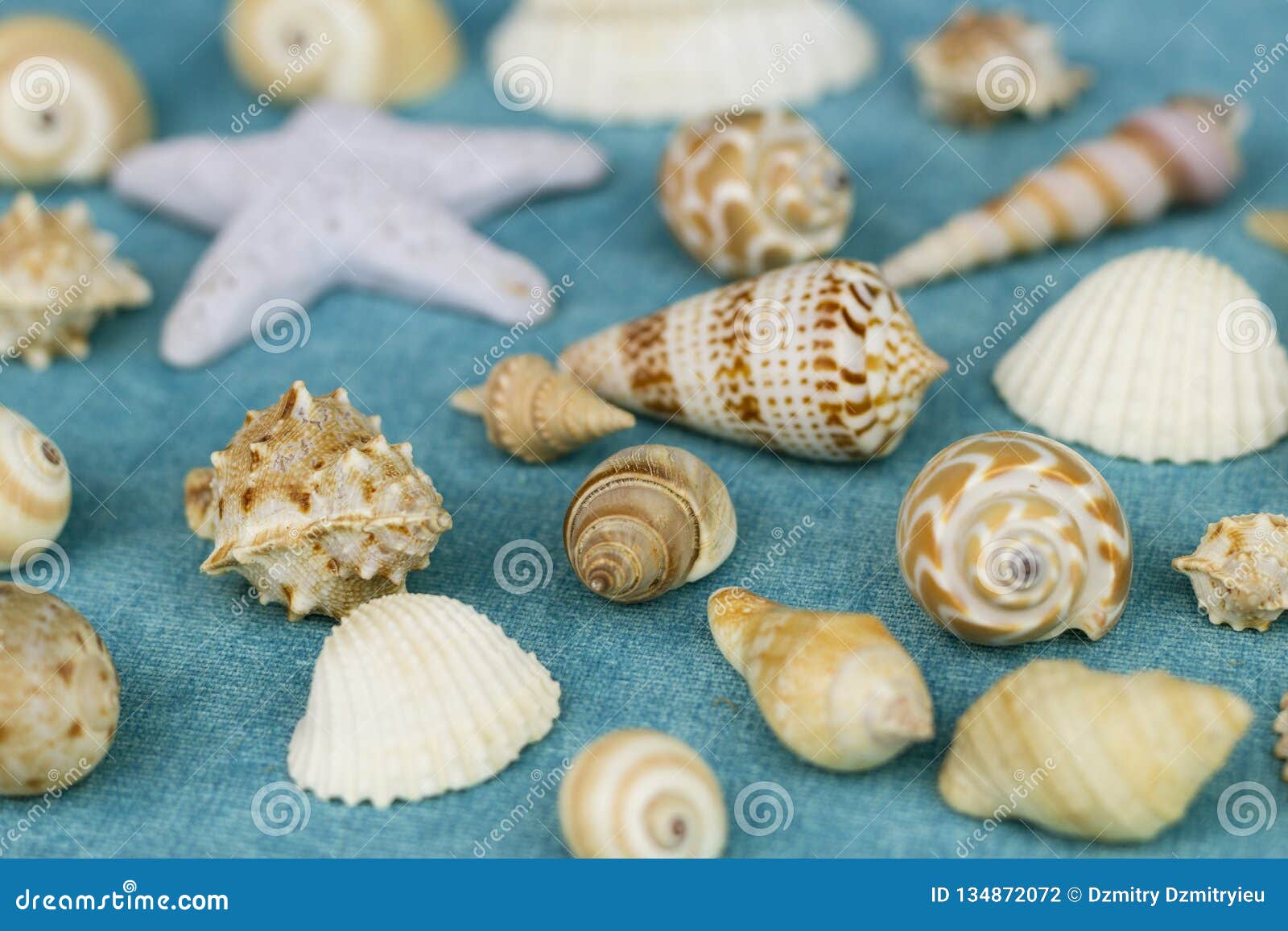 Different Seashells on a Blue Background Stock Photo - Image of dessert ...