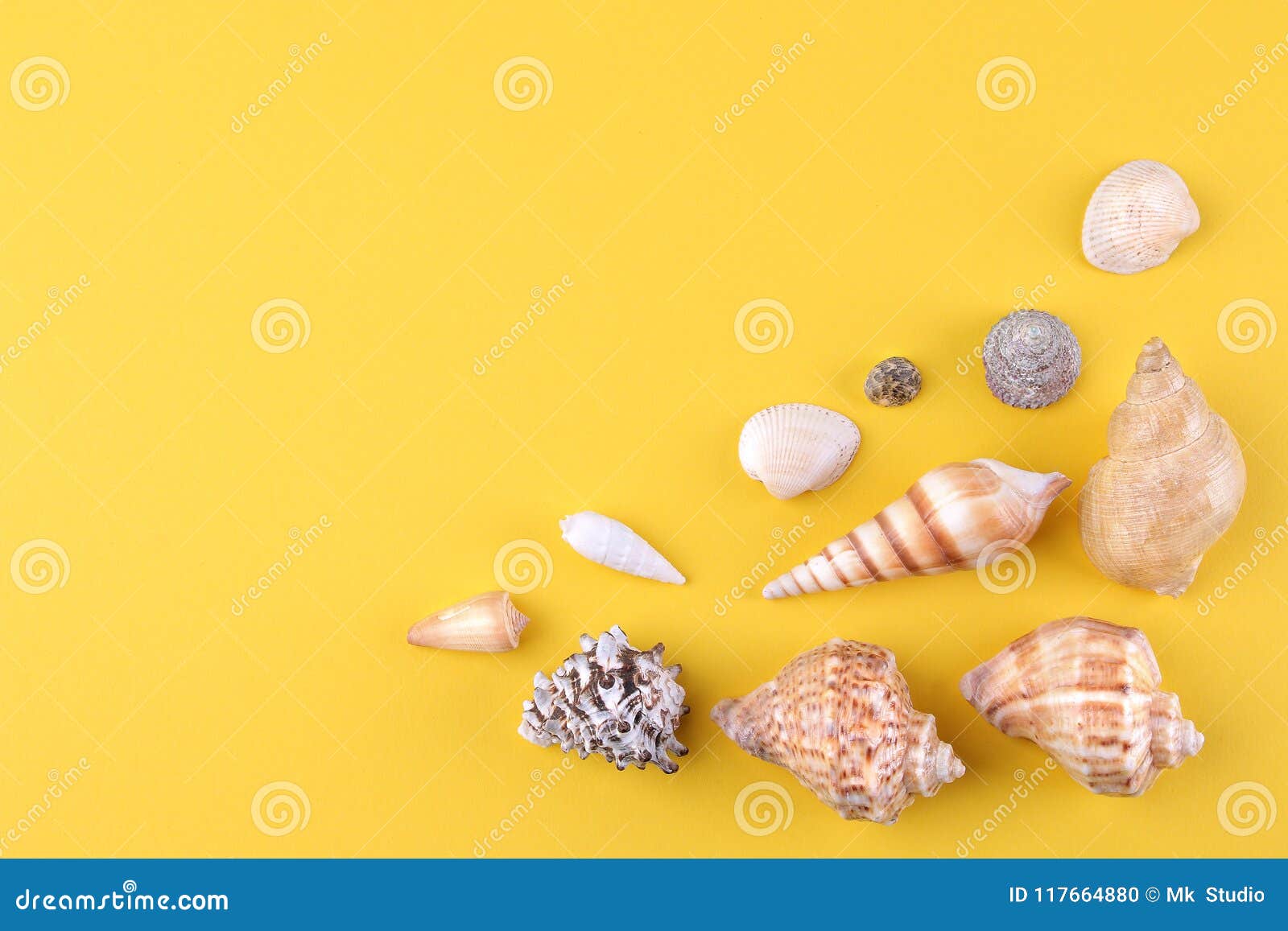 Different Seashells on a Bright Yellow Background. Stock Photo - Image ...