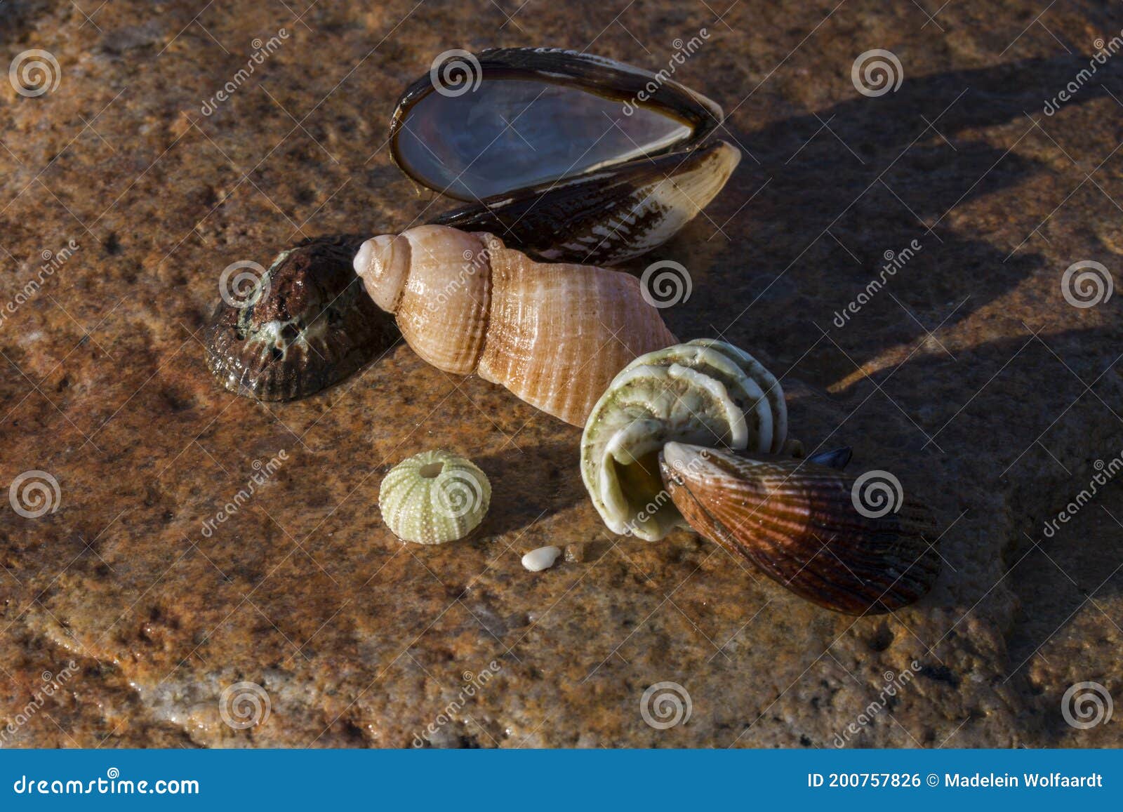 Different Seashells Laying on a Rock Stock Photo - Image of laying ...
