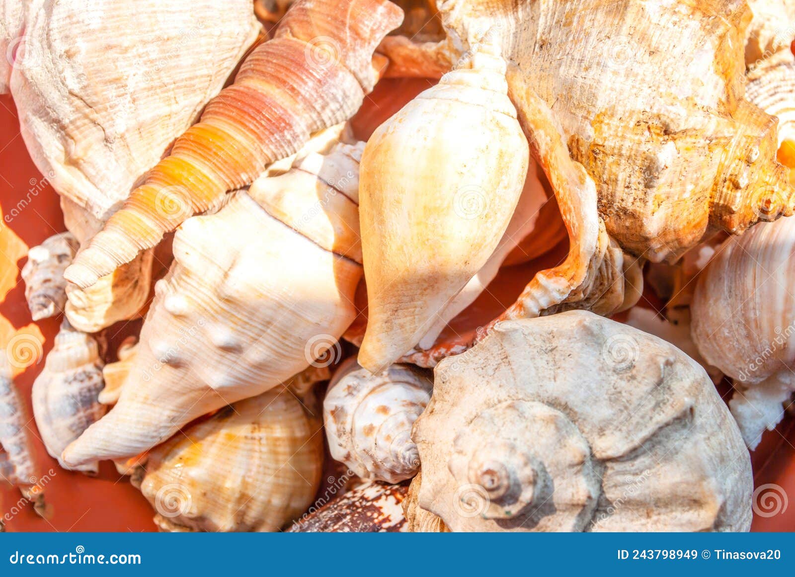 Heap of Mixed Sea Shells Top View Stock Image - Image of white, fish ...