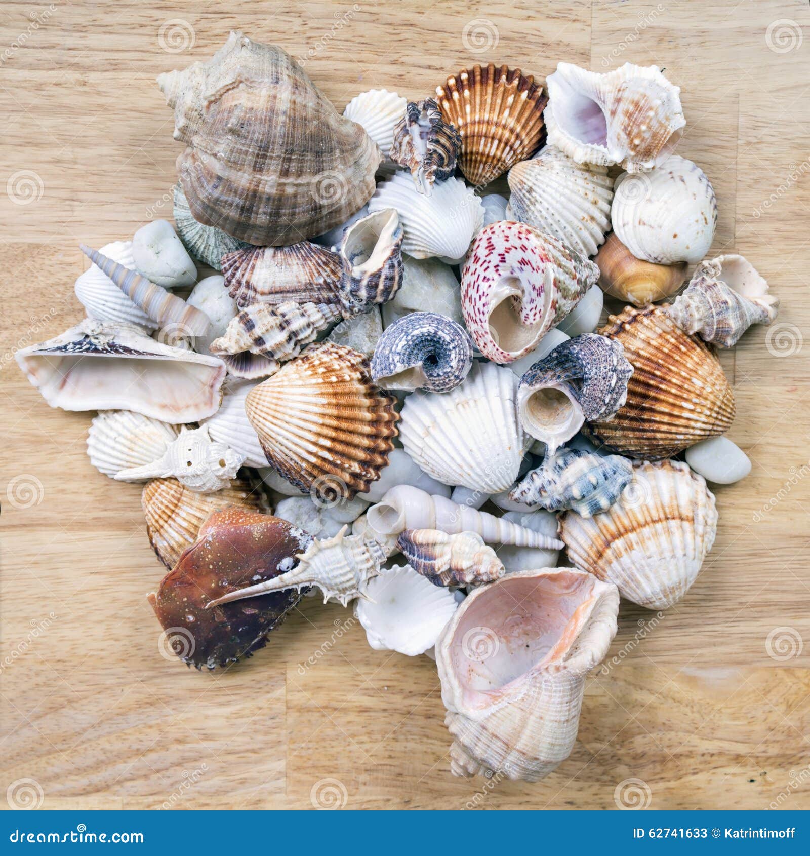 Different Seashells Piled Together Like A Background. Stock Image ...