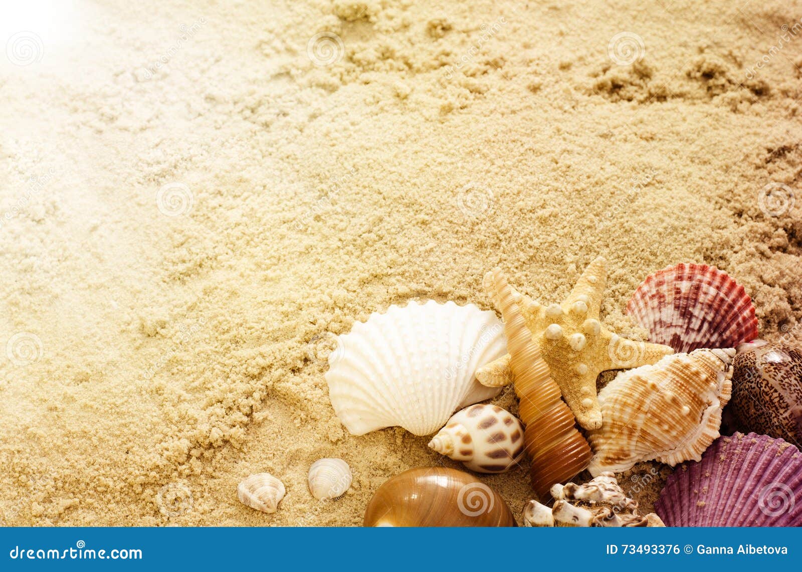 Different Seashells On The Sand. Summer Beach Background. Vacation ...