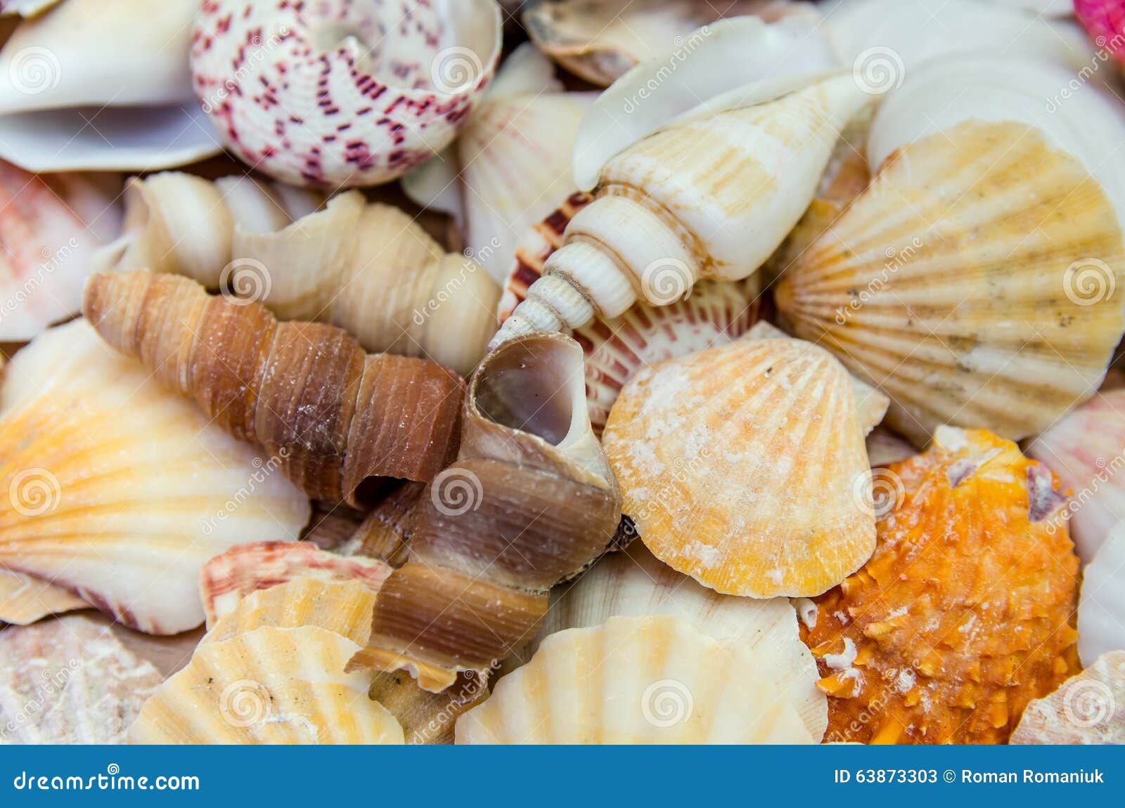 Different Seashells and Scallops Stock Image - Image of shell ...