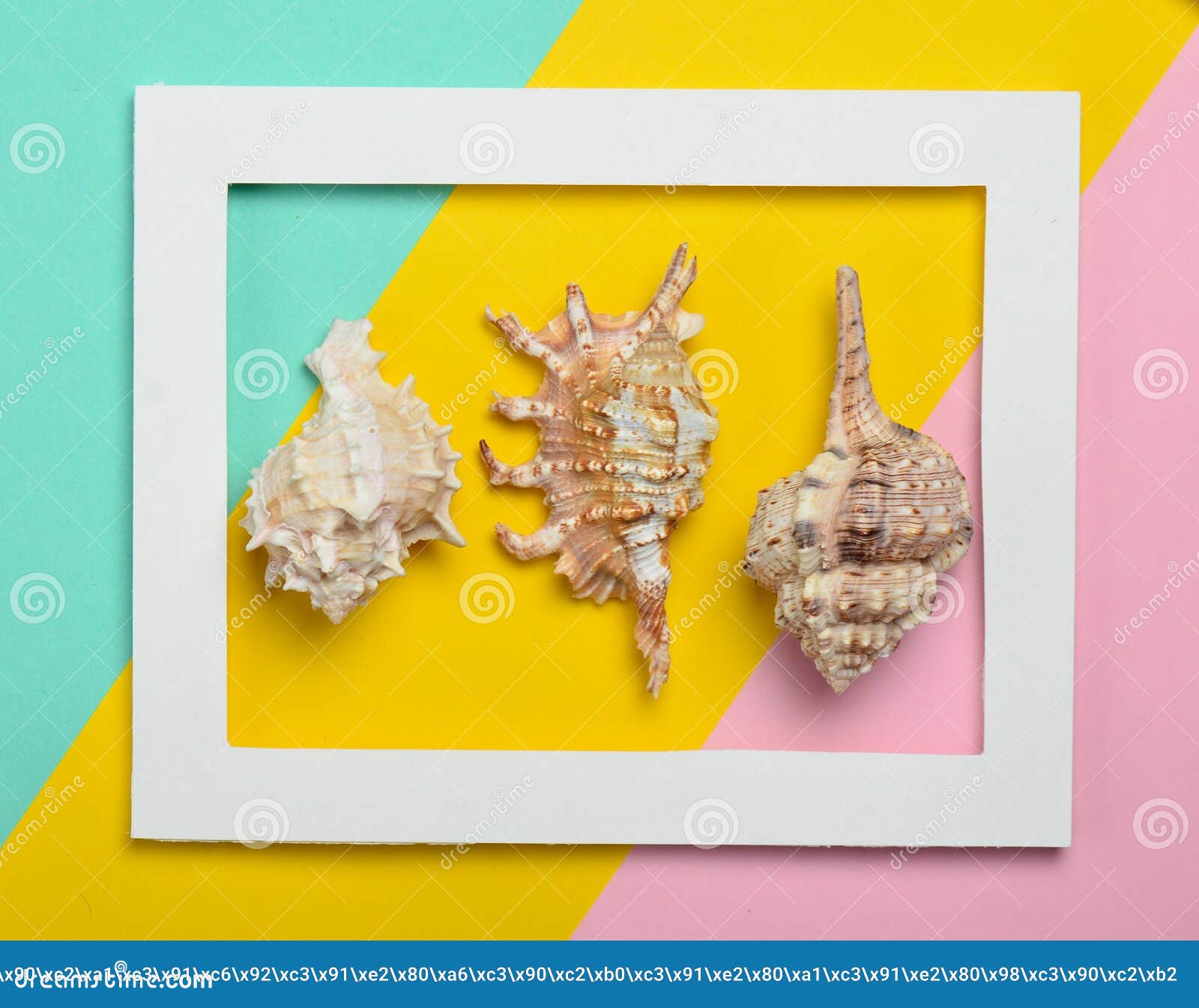 Different Seashells in a White Rectangular Frame on a Colored Pastel ...