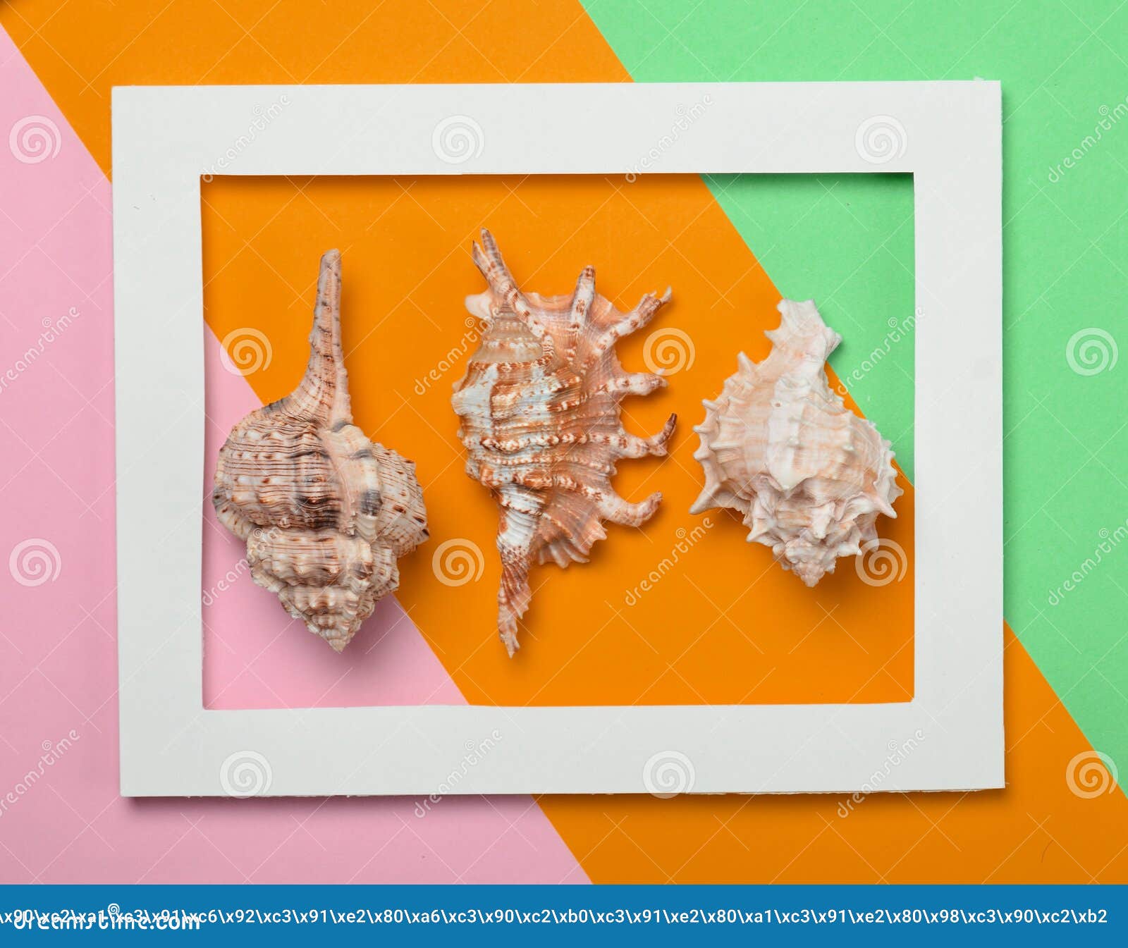 Different Seashells in a White Rectangular Frame Stock Photo - Image of ...