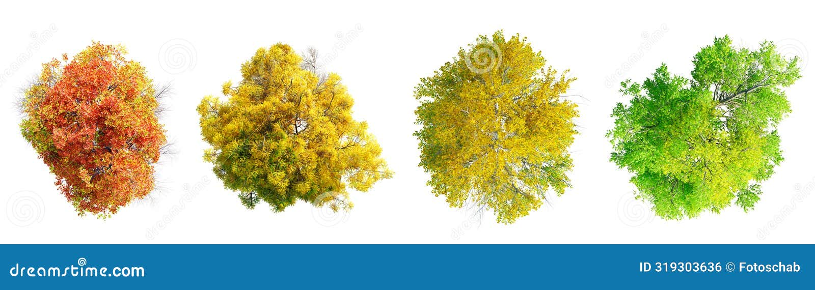 Different Seasons Deciduous Trees Top View Collection Isolated on White ...