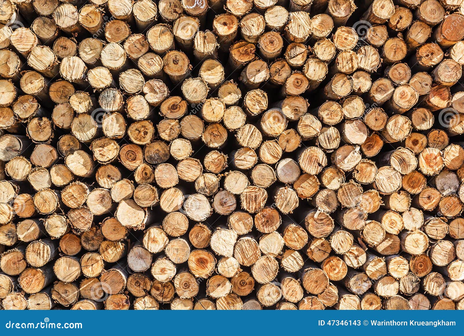 Different Sections of the Tree. Stock Image - Image of plant, lumber ...