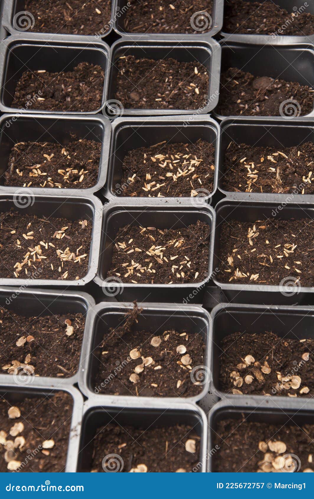 Different Seed Planted into Seedbeds Stock Image - Image of nature ...