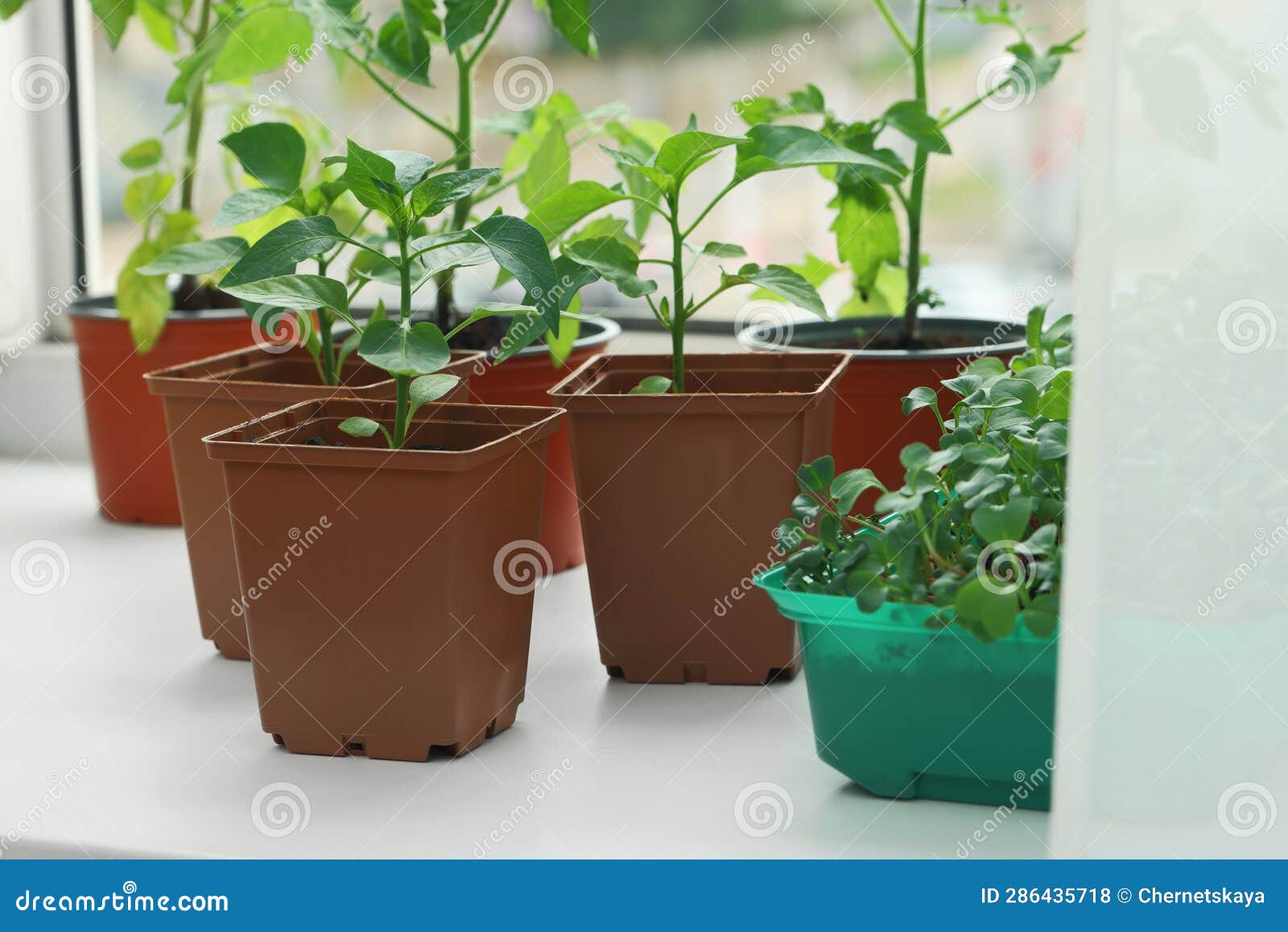 Different Seedlings Growing in Plastic Containers with Soil on ...