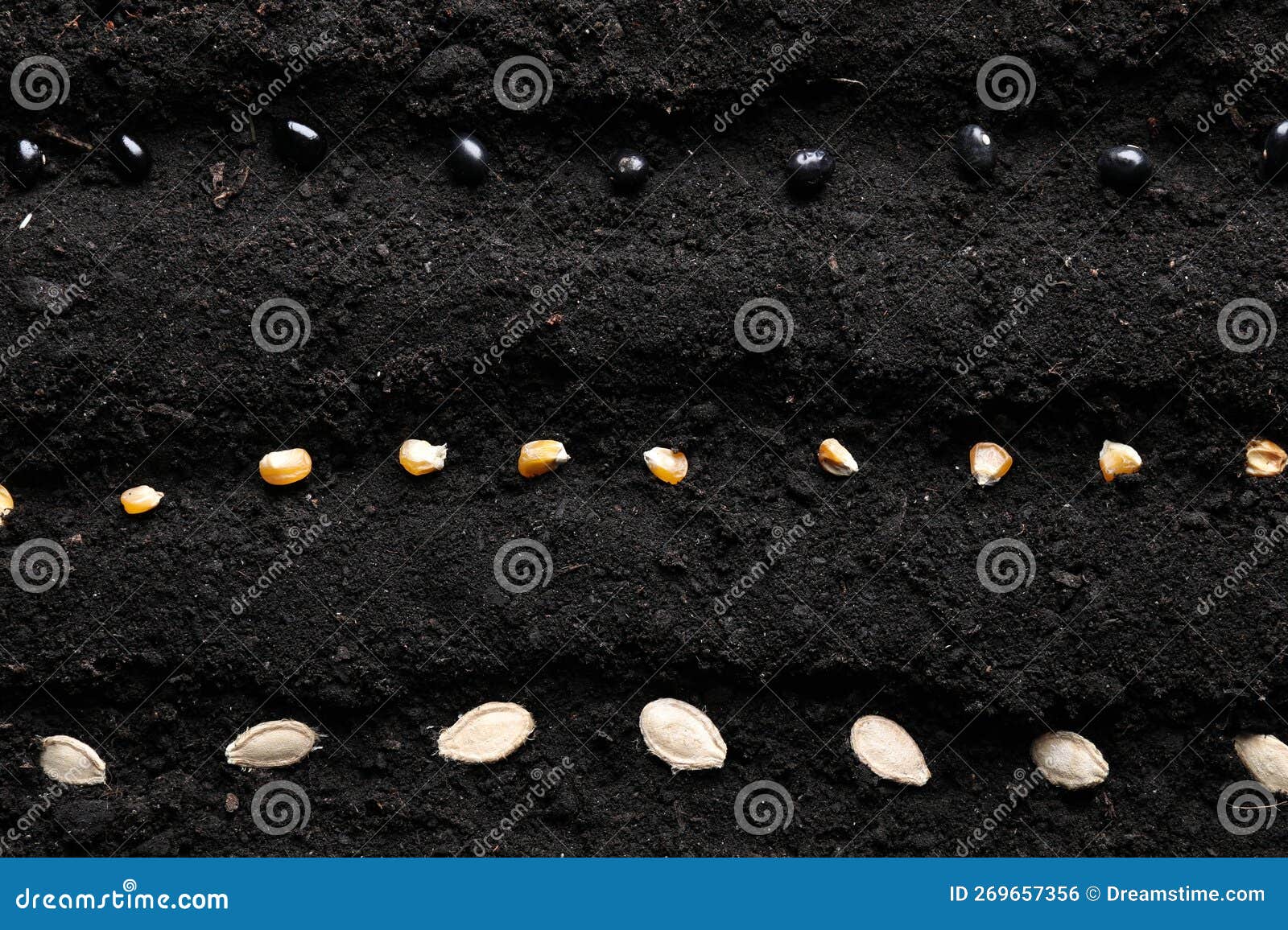 Different Seeds on Fertile Soil, Flat Lay. Vegetables Growing Stock ...