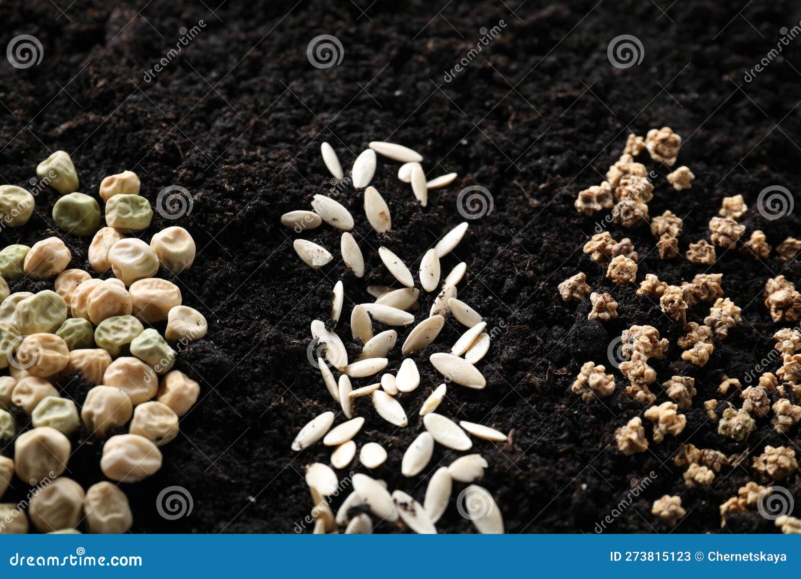 Different Seeds on Fertile Soil. Vegetables Growing Stock Image - Image ...