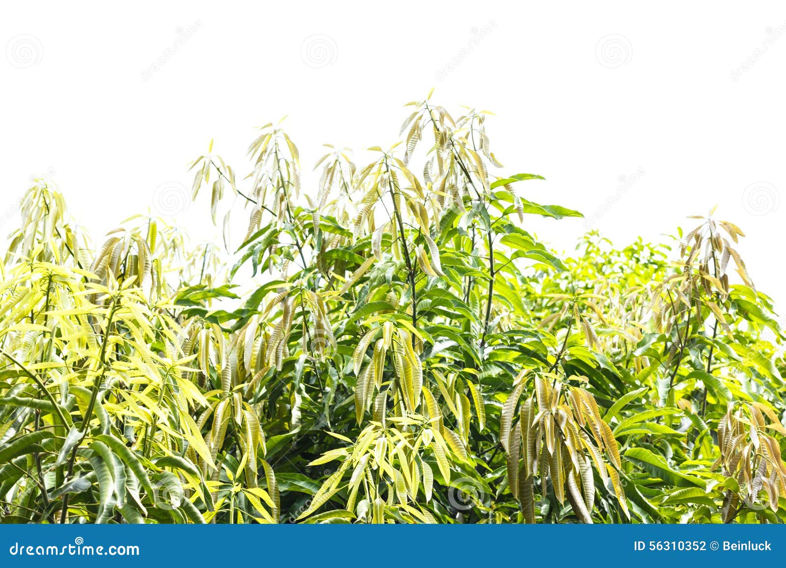 Different Shade of Mango Leaves on White Stock Photo - Image of natural ...