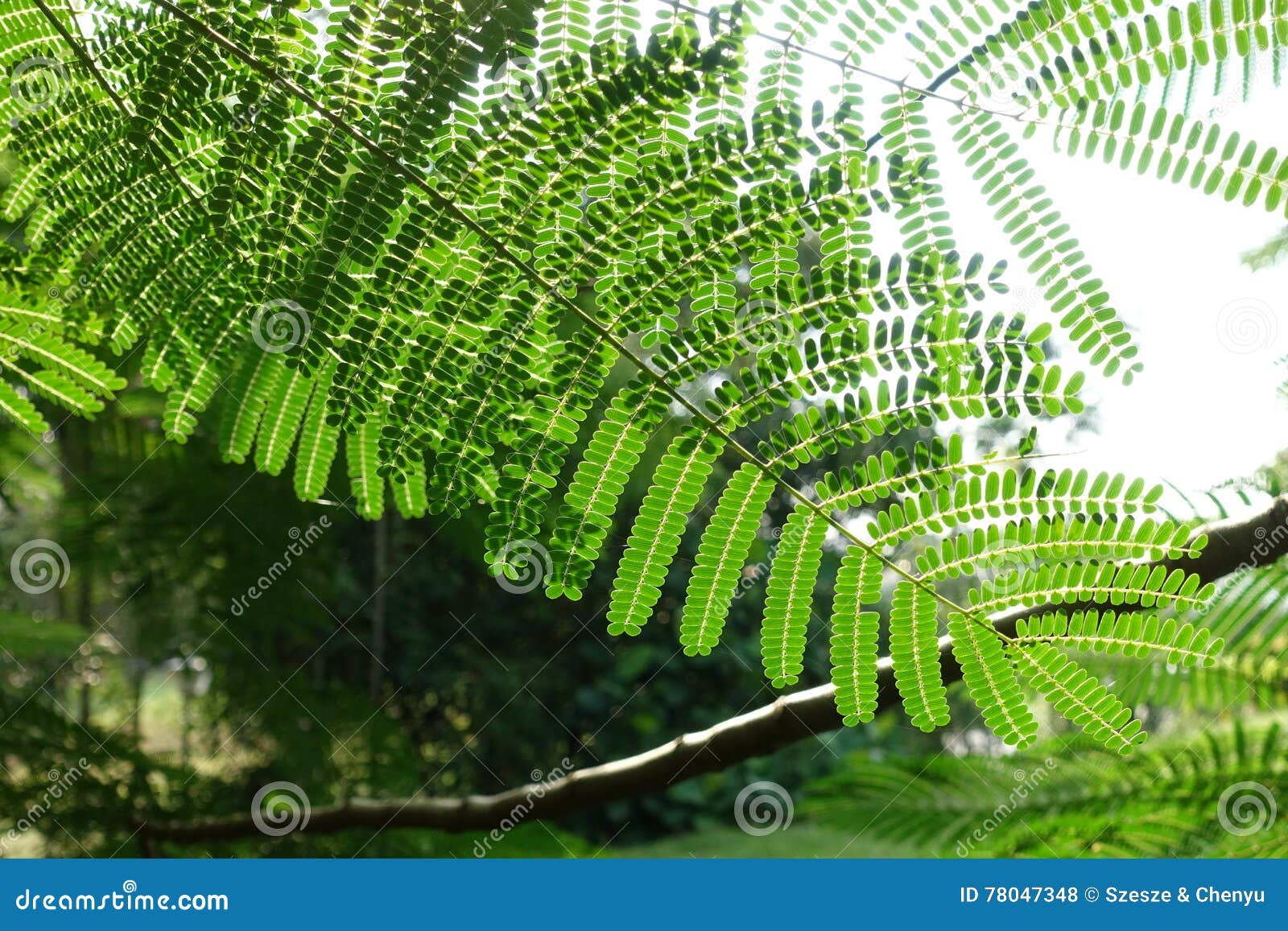 Different Shades of Green of Moringa Leaves Stock Photo - Image of herb ...