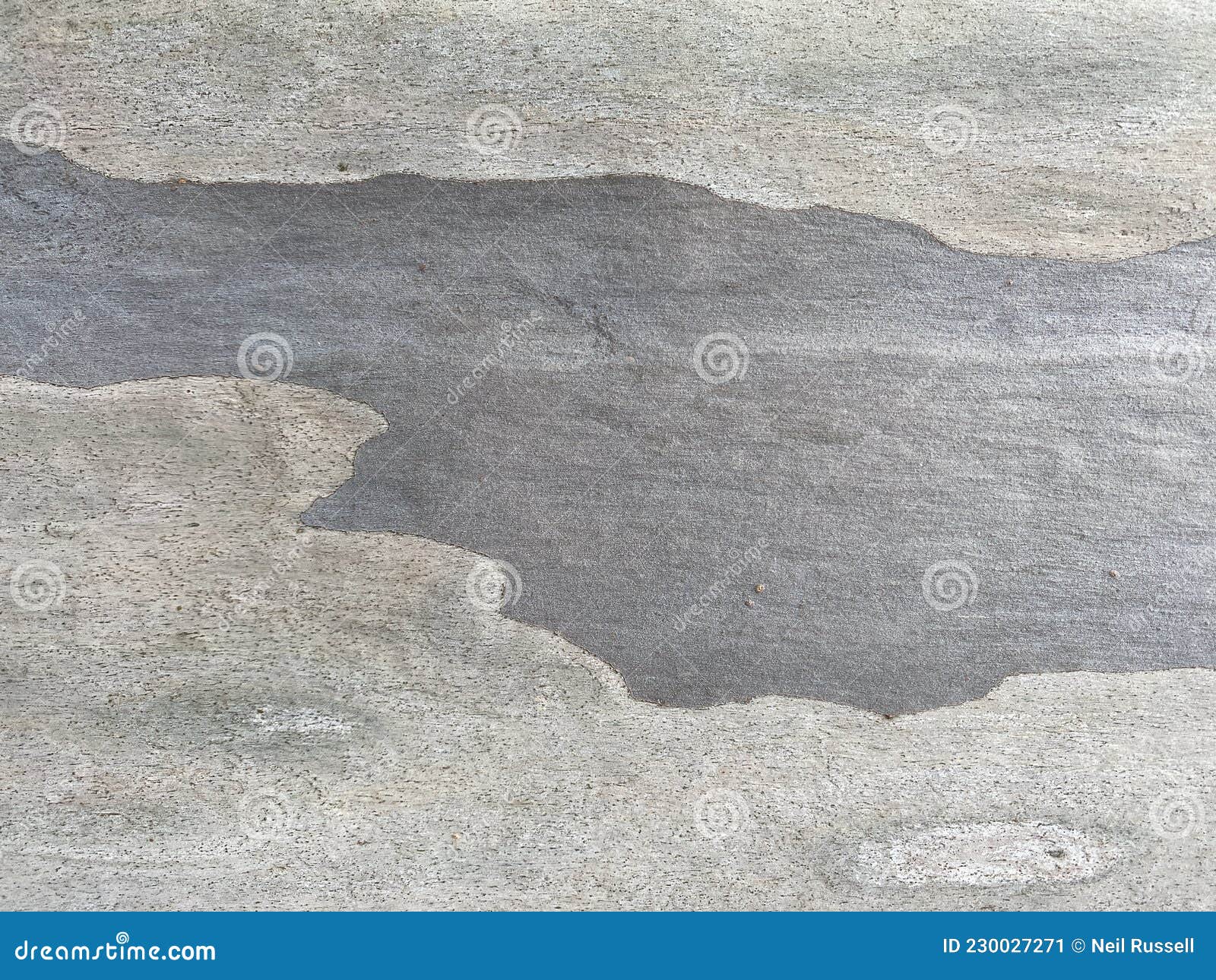 Closeup of Smooth Tree Bark Stock Image - Image of texture, bark: 230027271