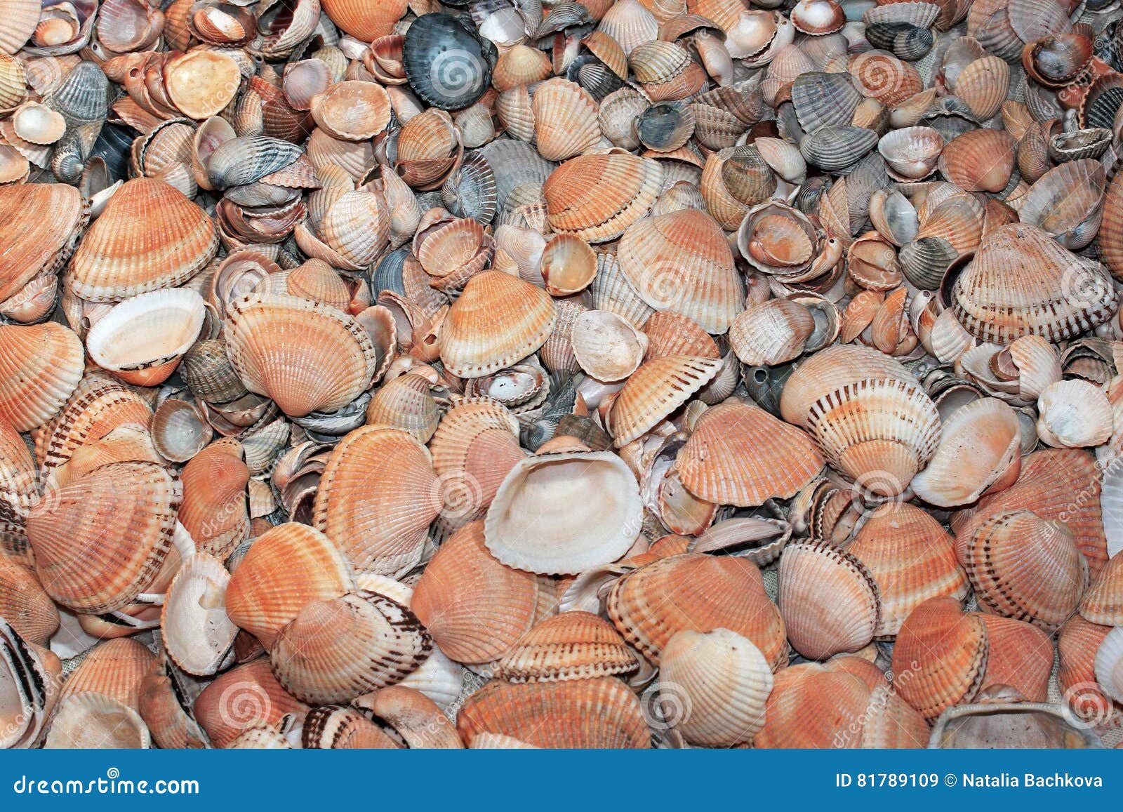 Different Shape and Color of Sea Shells Stock Image - Image of shell ...
