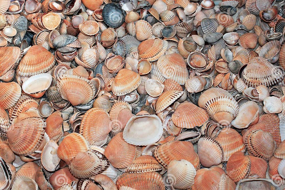 Different Shape and Color of Sea Shells Stock Image - Image of shell ...