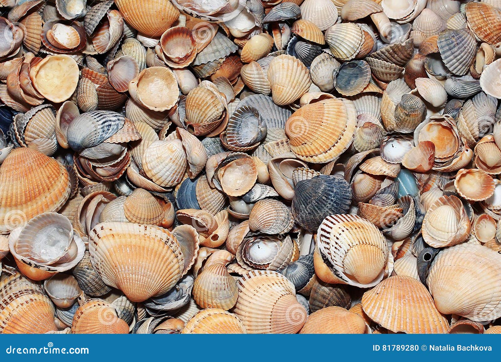 Different Shape and Color of Sea Shells Stock Photo - Image of design ...