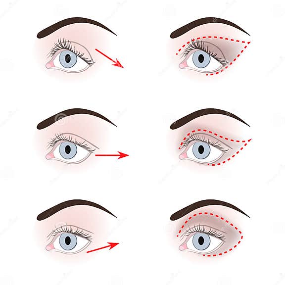 Different Shapes of Eyelids Stock Vector - Illustration of vision ...