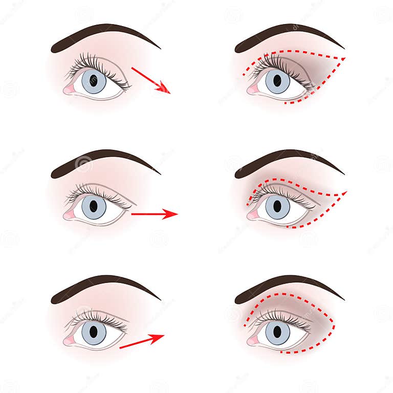 Different Shapes of Eyelids Stock Vector - Illustration of vision ...