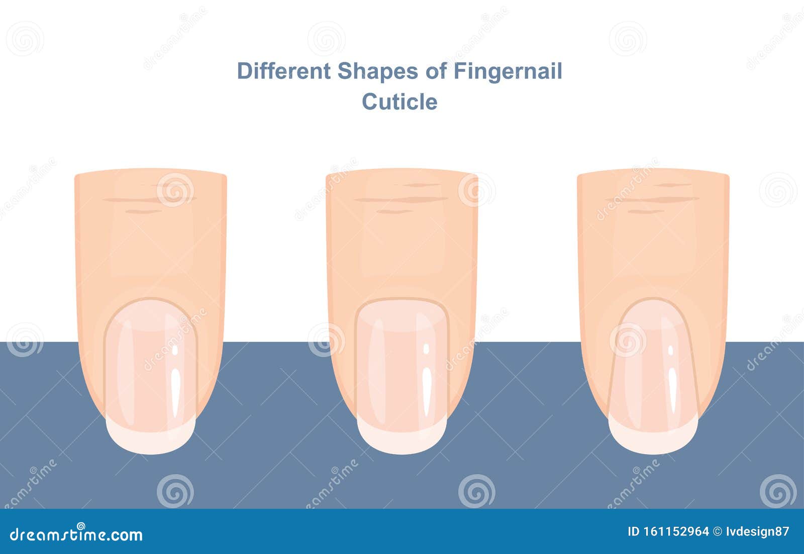 Different Shapes of Fingernail Cuticles. Manicure Guide. Vector Stock ...