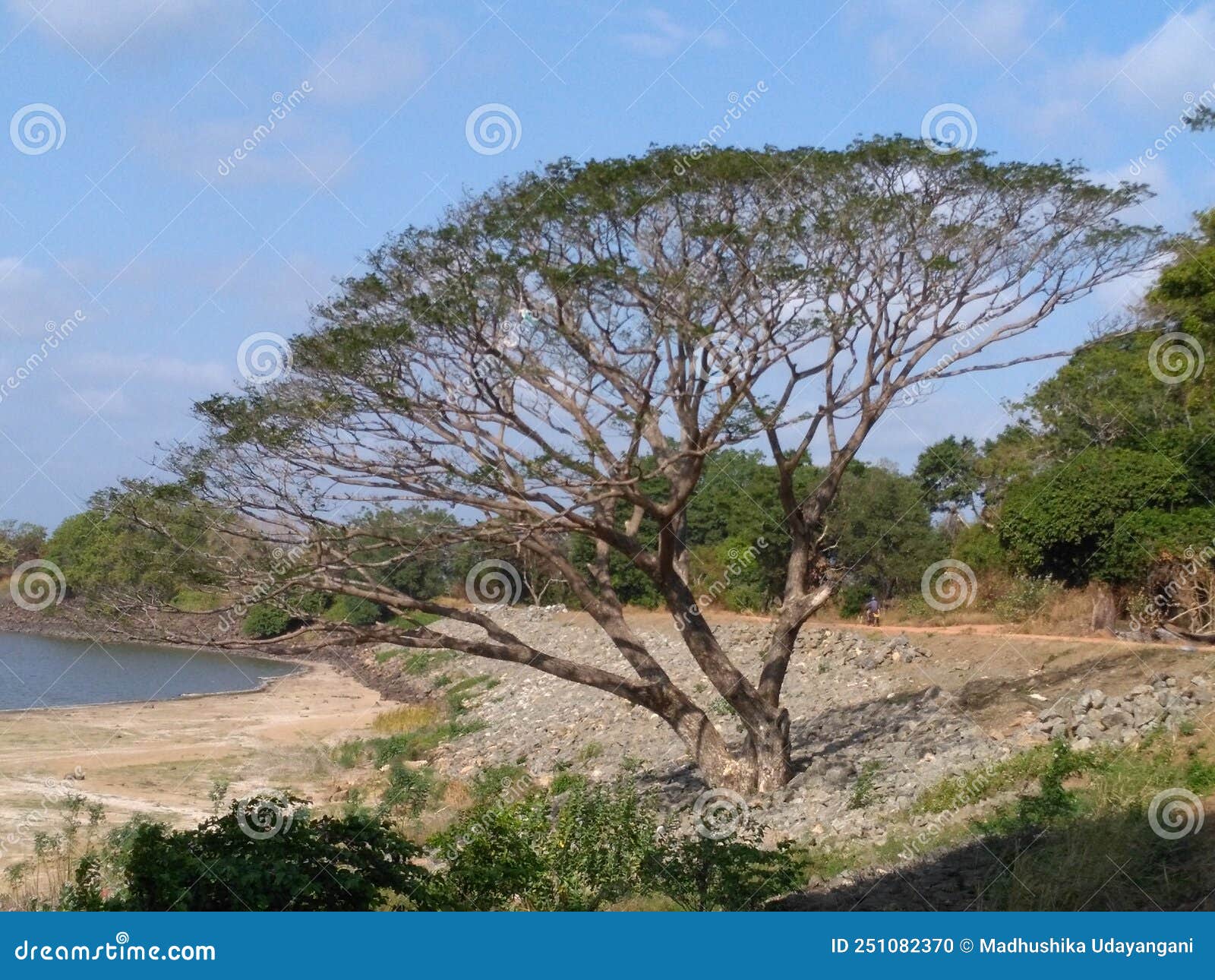 Different shapes of trees stock photo. Image of wilderness - 251082370