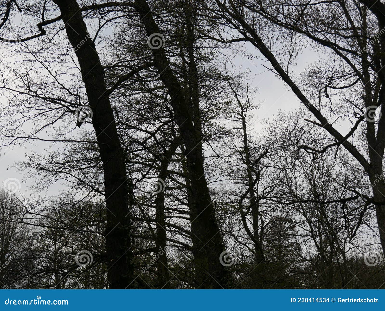 Zangle of Branches, in the Spring only a Few Leaves Have Stock Photo ...