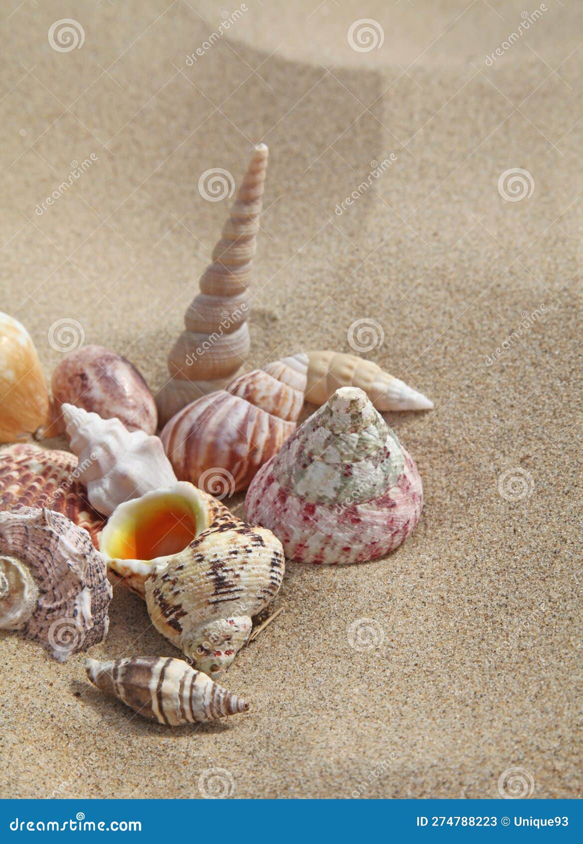 Different Shells on the Sand of a Beach Stock Image - Image of hand ...