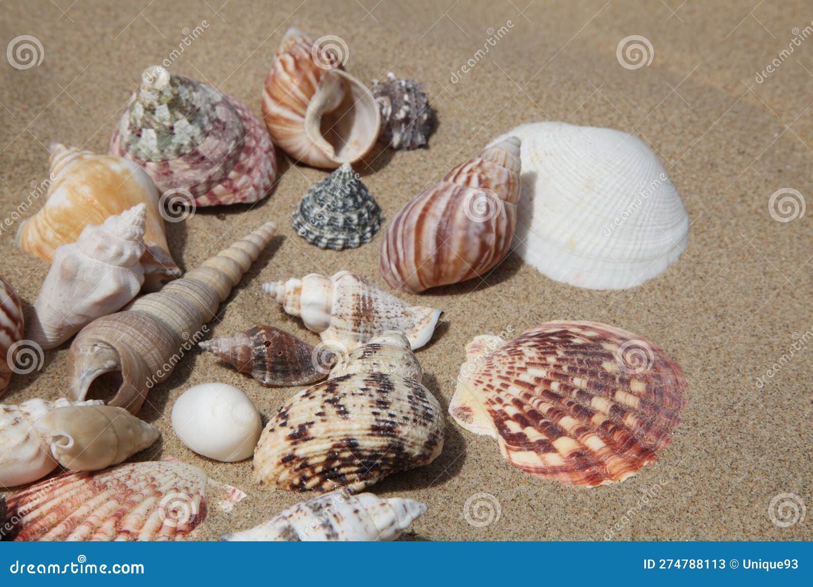 Different Shells on the Sand of a Beach Stock Image - Image of seafood ...