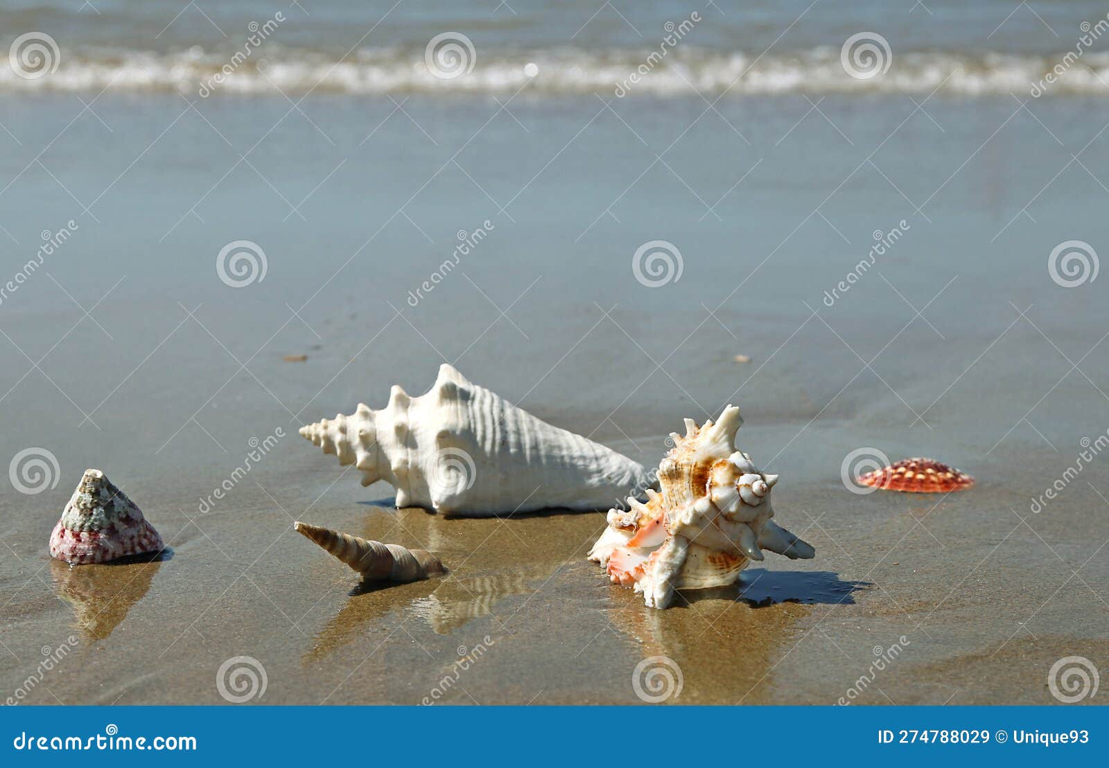 Different Shells on the Sand of a Beach by the Water Stock Image ...
