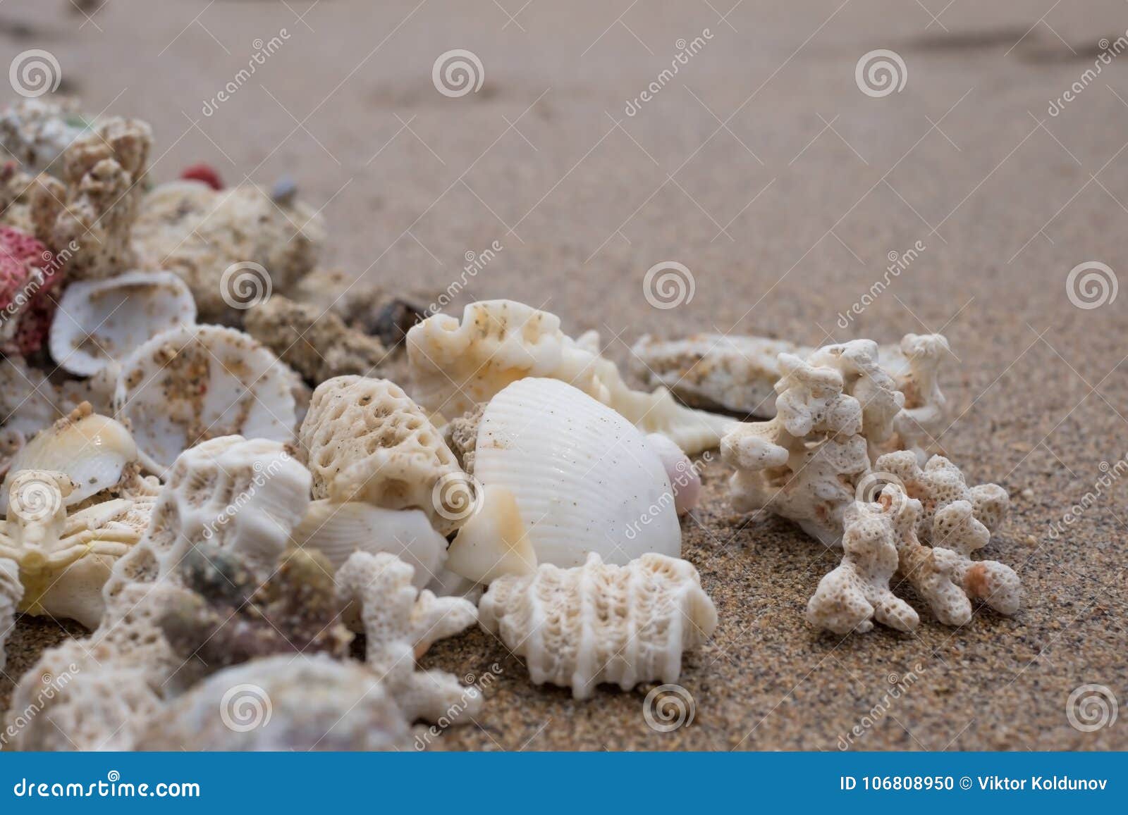 Different Shells on Sandy Beach in Summer. Concept of Good Vacation ...