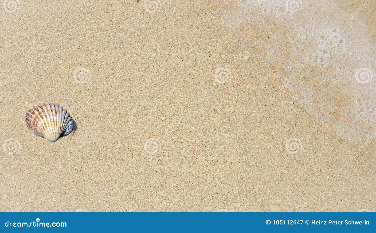 Shells and Stones on the Beach Stock Image - Image of marine, coast ...