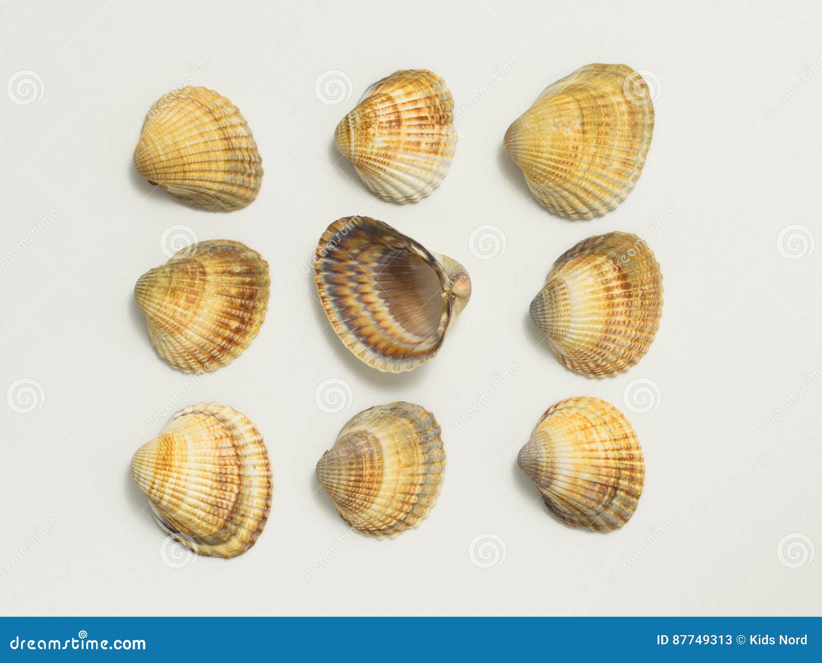Different Shells on a White Background. Stock Image - Image of coast ...