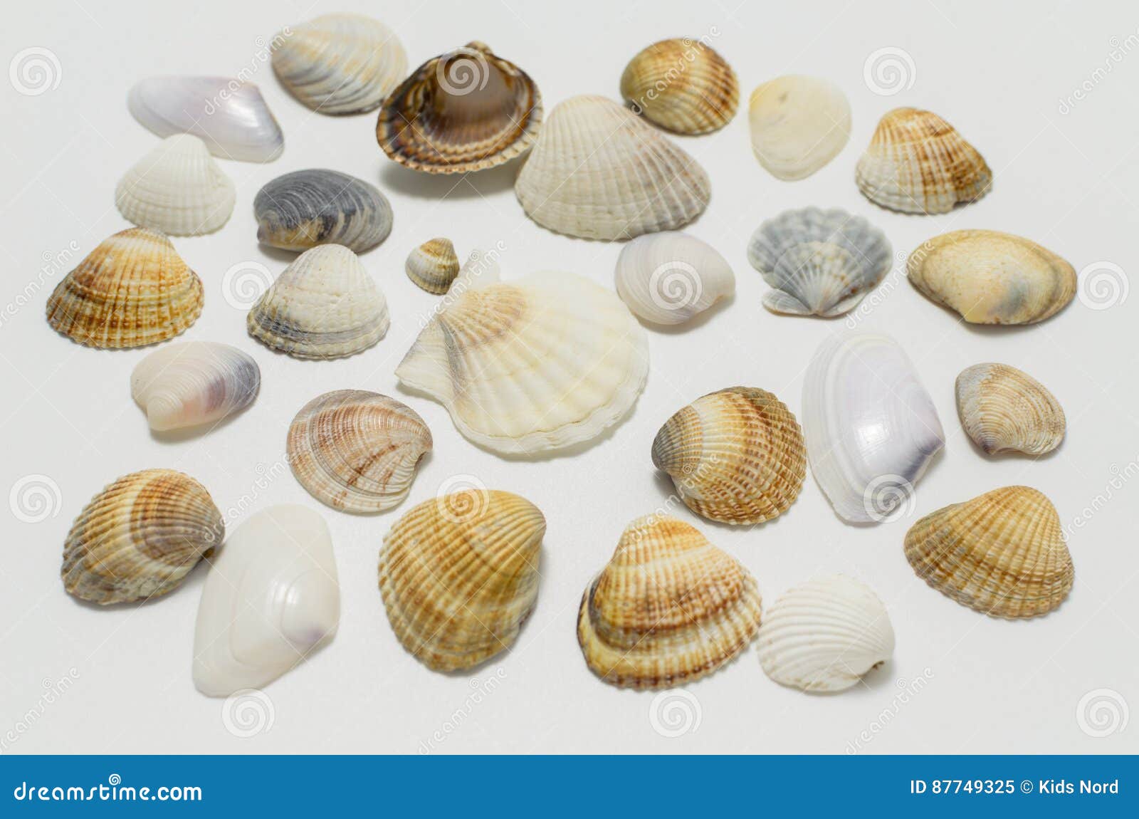 Different Shells on a White Background. Stock Image - Image of scallops ...