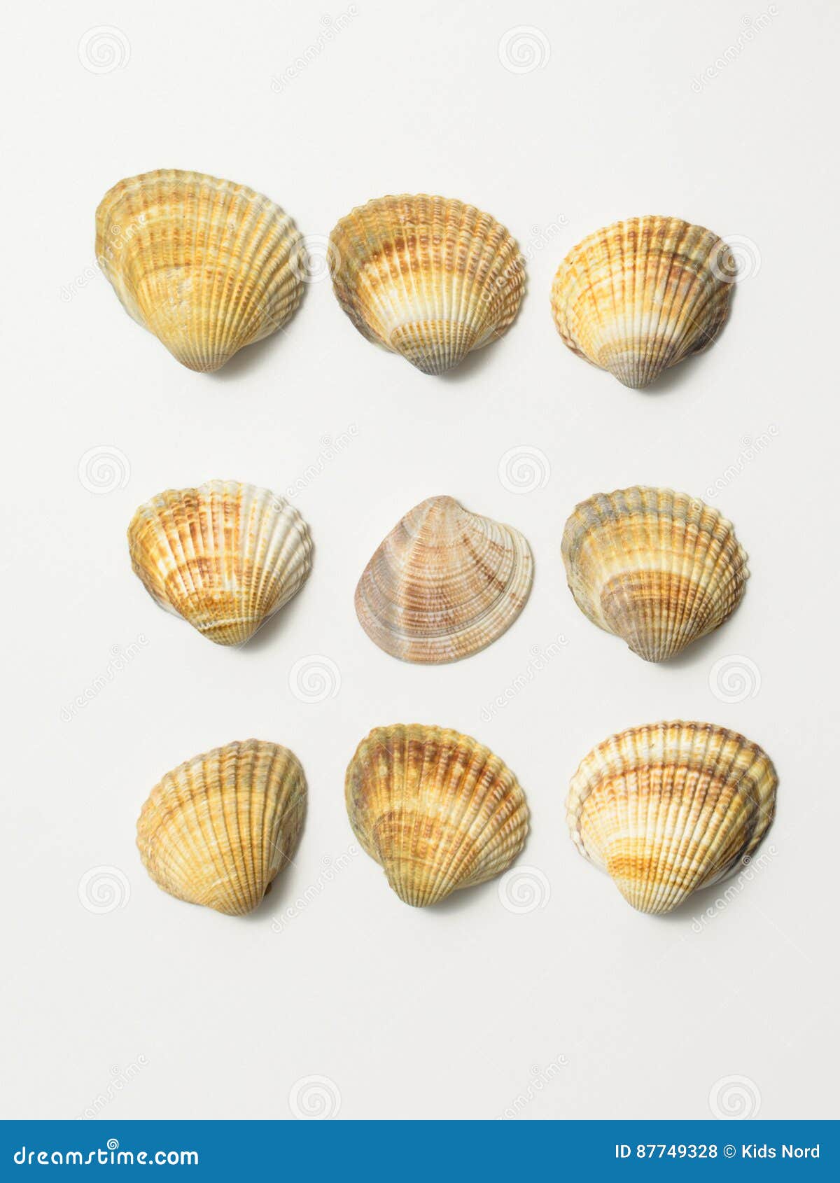 Different Shells on a White Background. Stock Photo - Image of conch ...