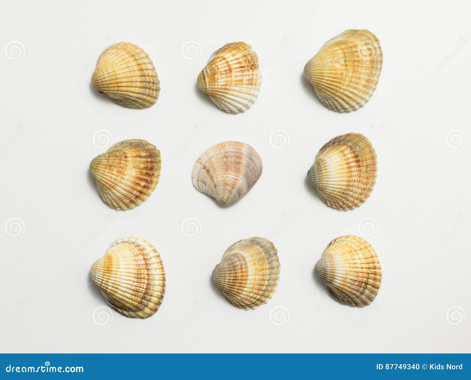 Different Shells on a White Background. Stock Photo - Image of scallop ...
