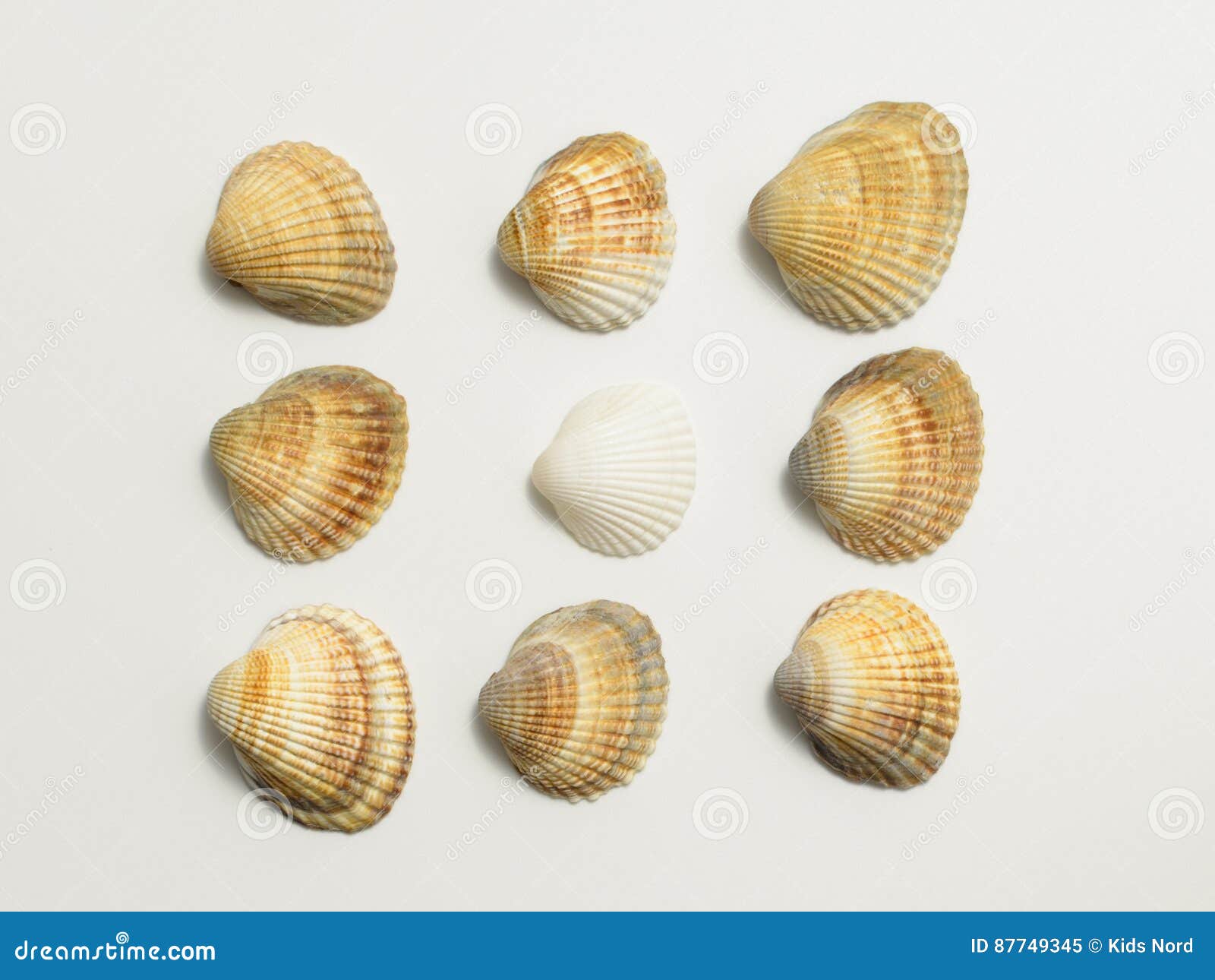 Different Shells on a White Background. Stock Image - Image of color ...