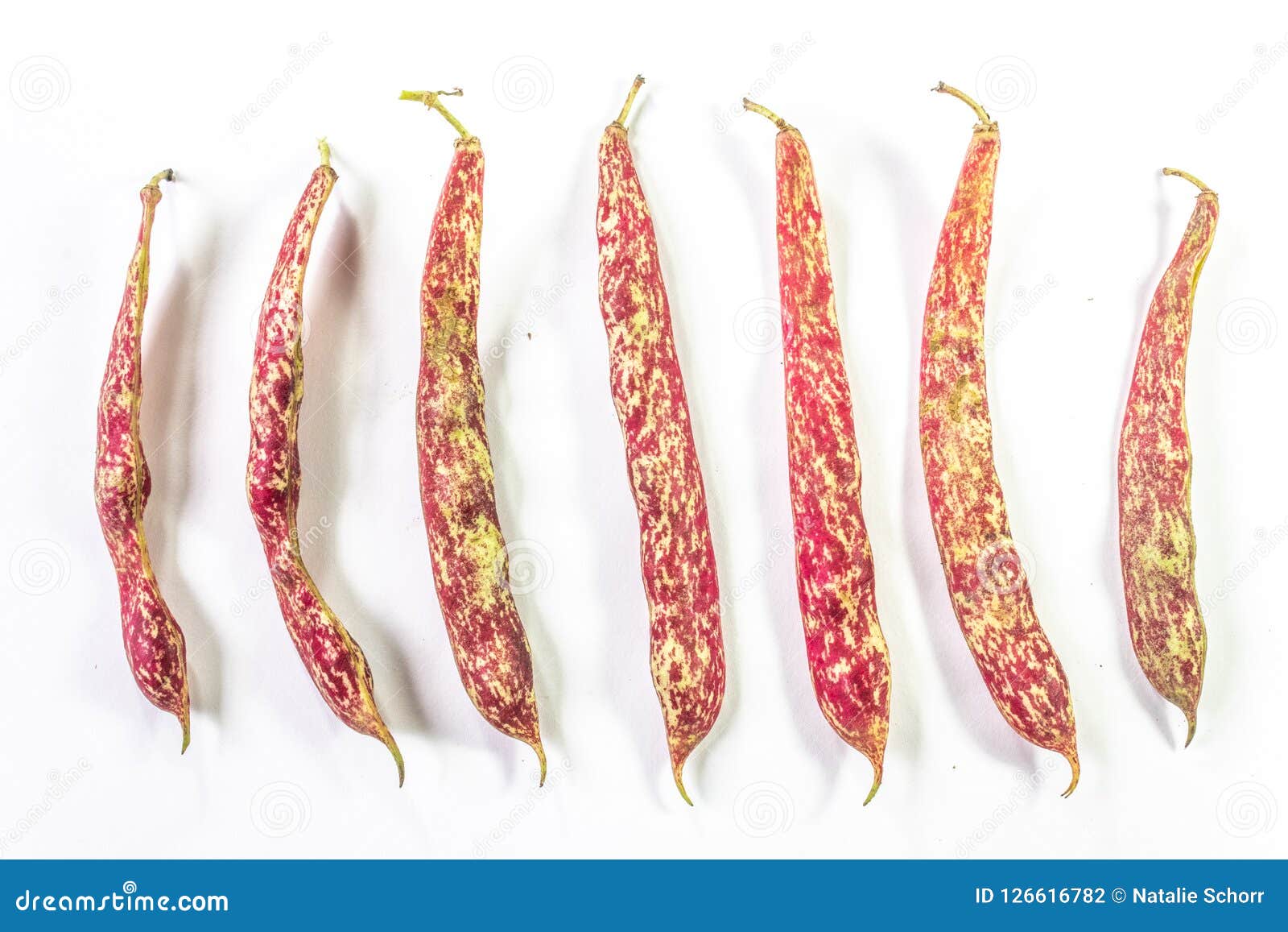 Different Size and Shape October Bean Pods Lined Up, Isolated on White ...