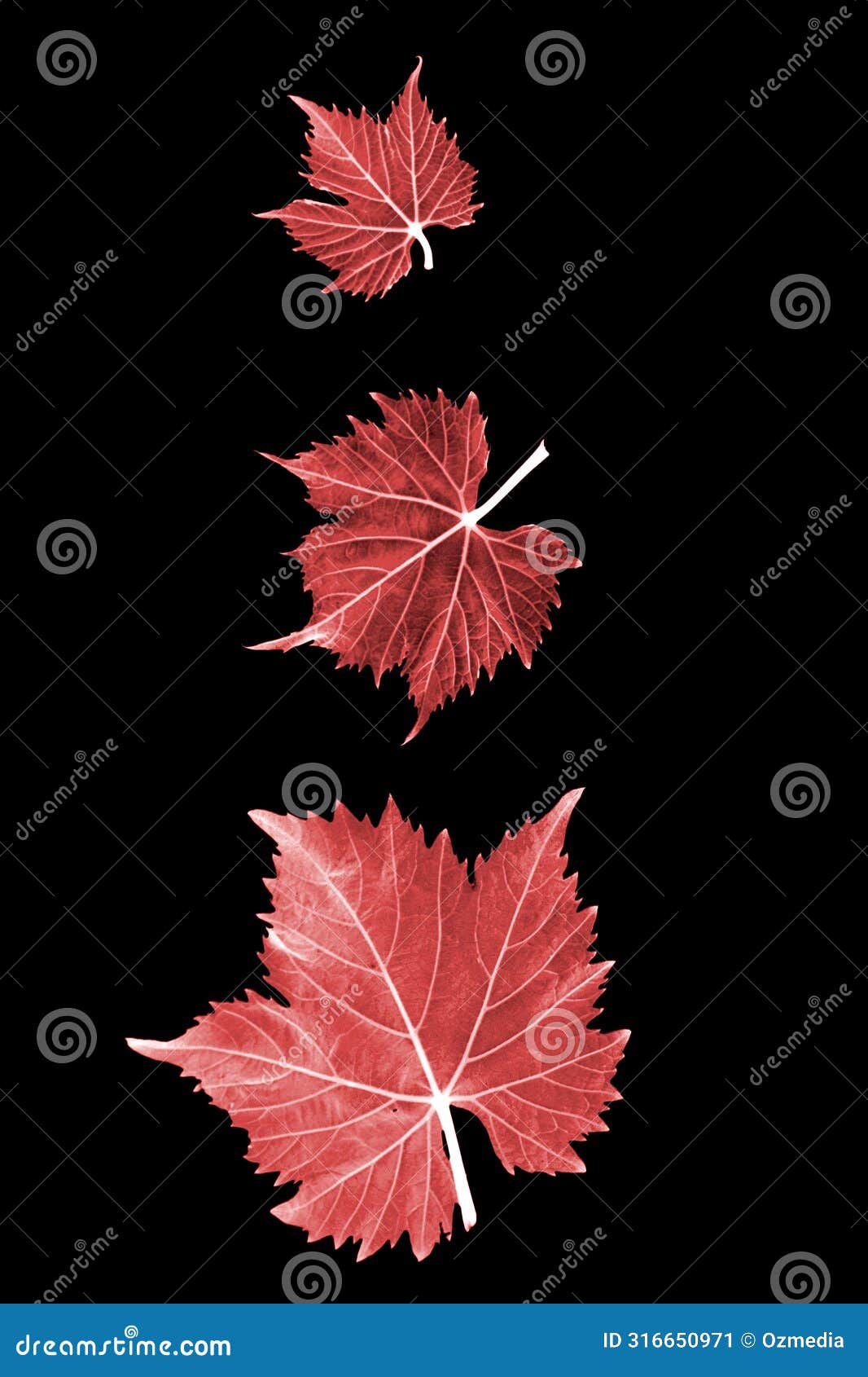 Different Sized Red Grape Leaves Displayed Against a Black Background ...
